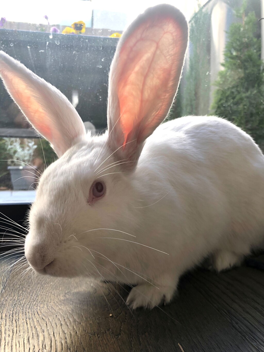 Geneva - Female New Zealand Rabbit in VIC - PetRescue