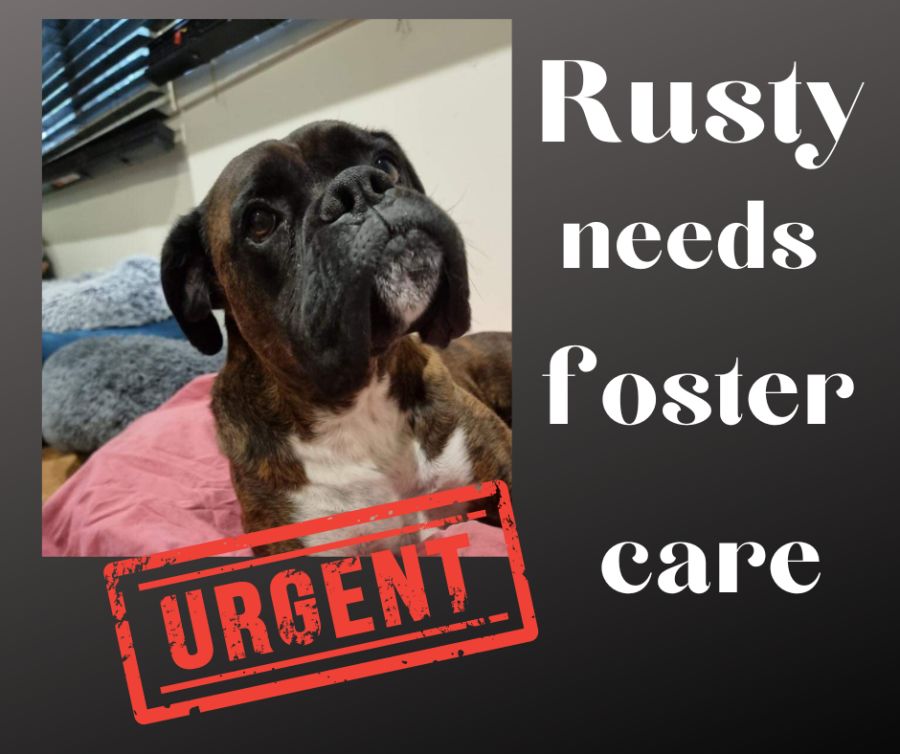 Rusty - Medium Male Boxer Dog in ACT - PetRescue
