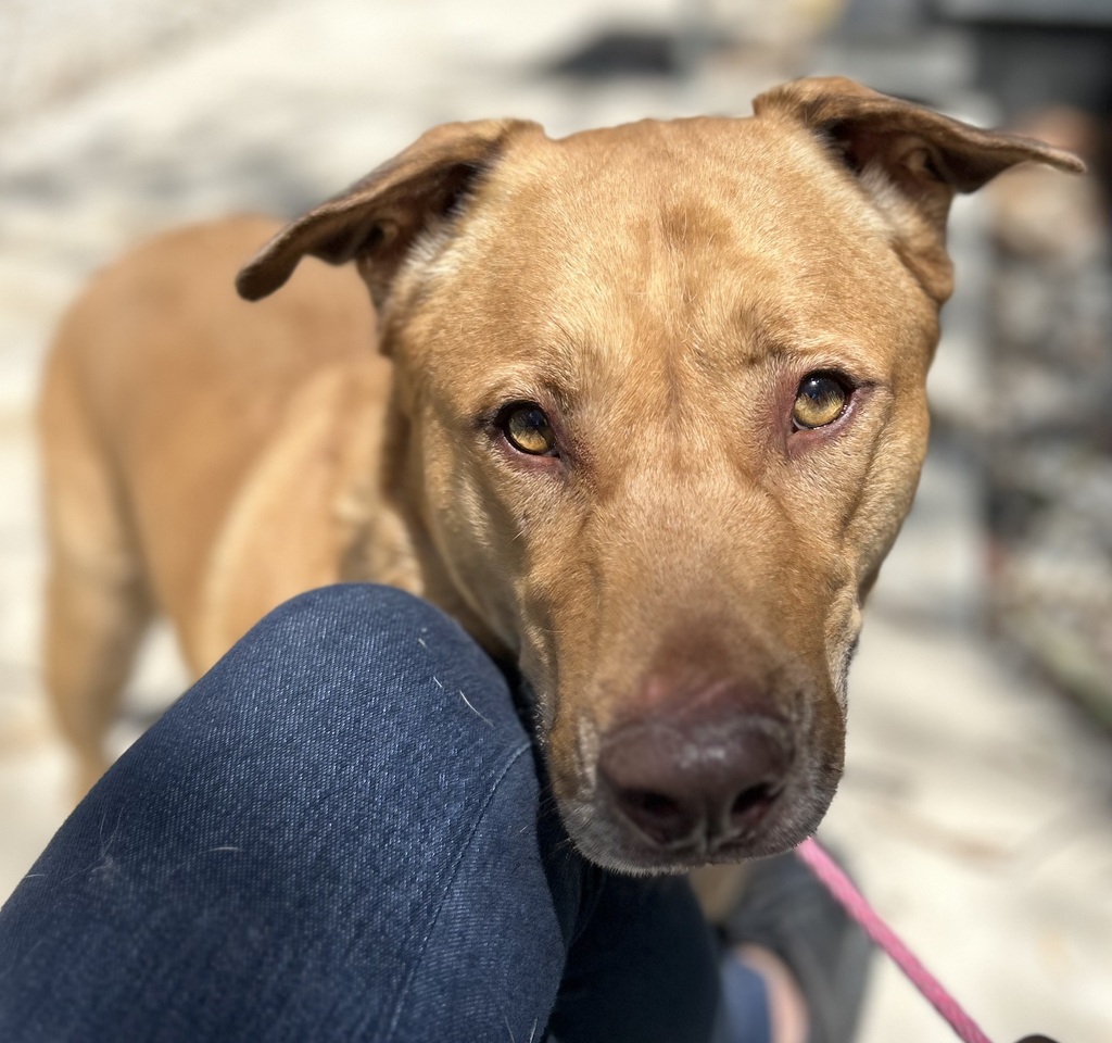 Boulder - Large Male Rhodesian Ridgeback Mix Dog in VIC - PetRescue