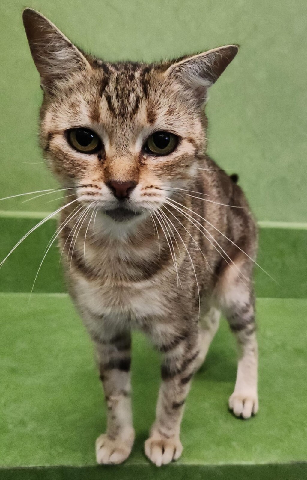 Tabitha - Female Abyssinian x Bengal Mix Cat in VIC - PetRescue