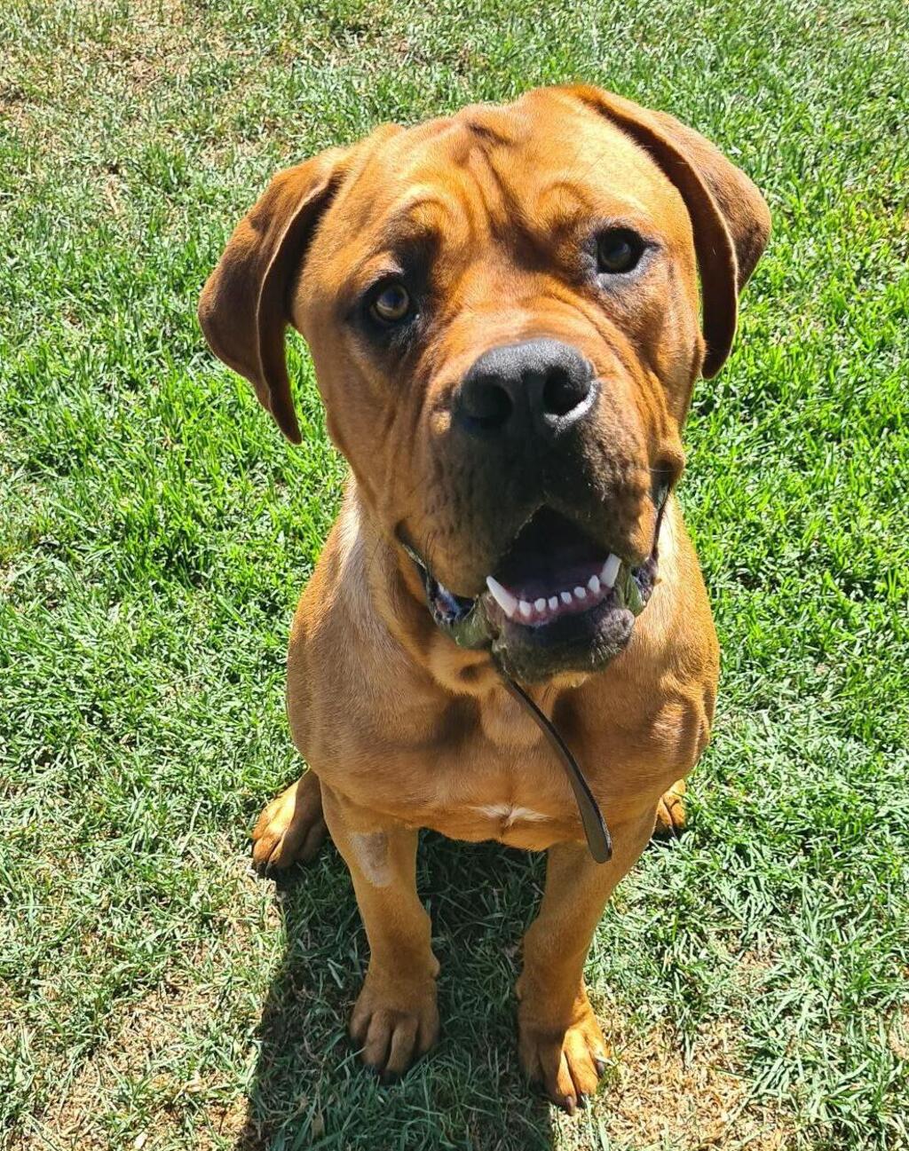 Chester - Large Male Dogue De Bordeaux Mix Dog in QLD - PetRescue