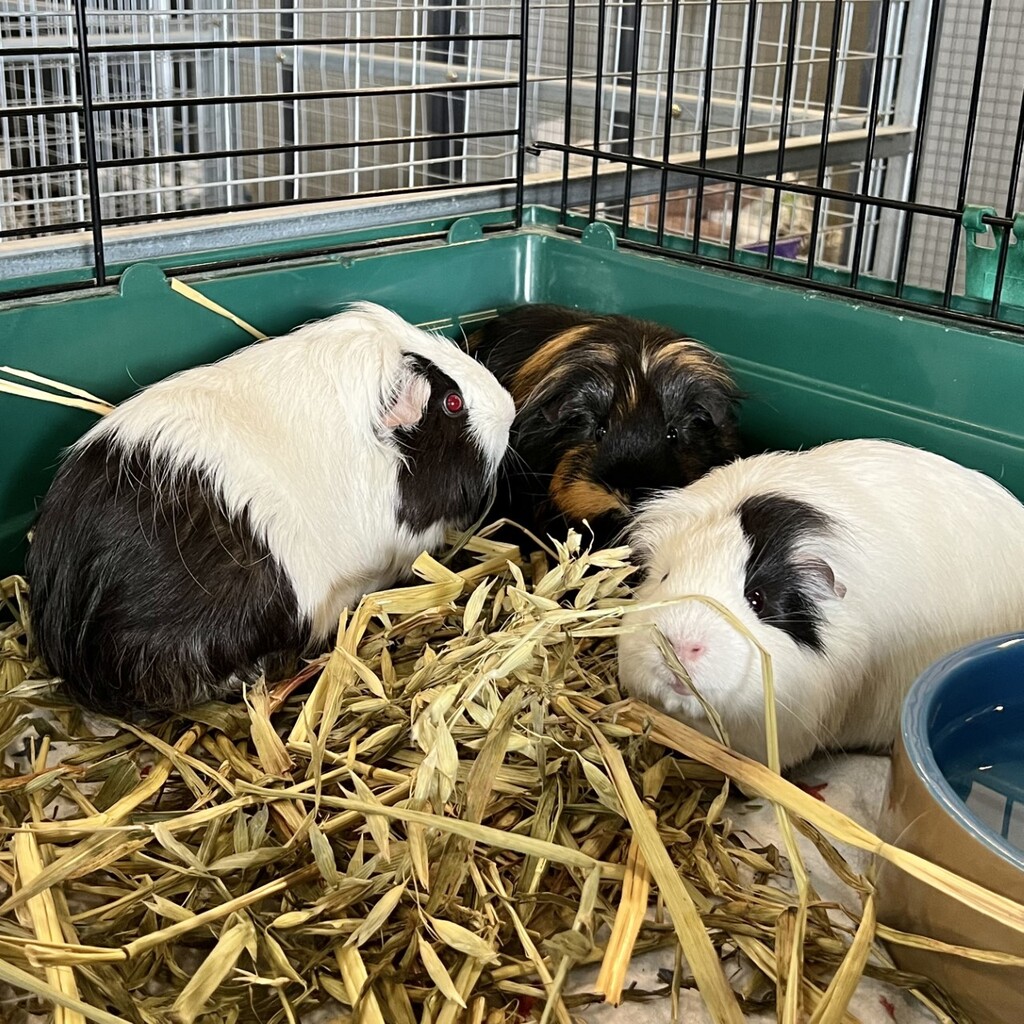 Joy (Munchkin and Candy Cane) - Female Short-hair Harlequin Mix Guinea ...