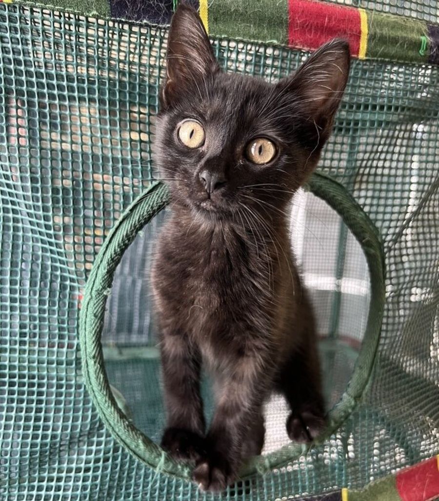 Jafar - Male Domestic Short Hair Cat in NSW - PetRescue