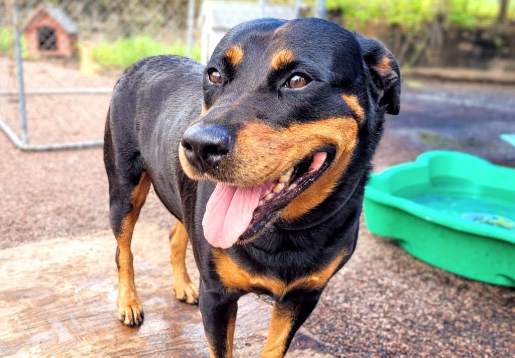 Mishka - Large Female Rottweiler x Mixed Breed Mix Dog in NT - PetRescue