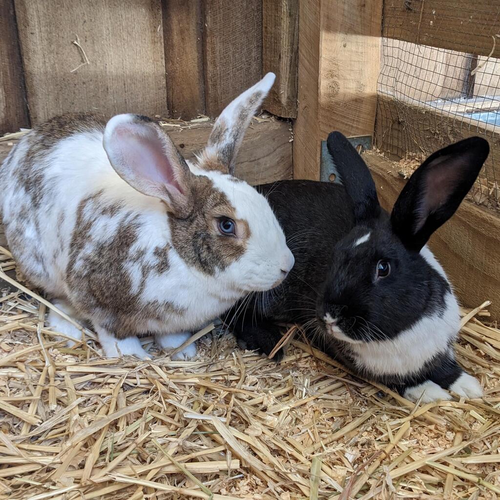 John (bonded With Tokyo) - Male Flemish Giant x Rabbit Unspecified Mix ...