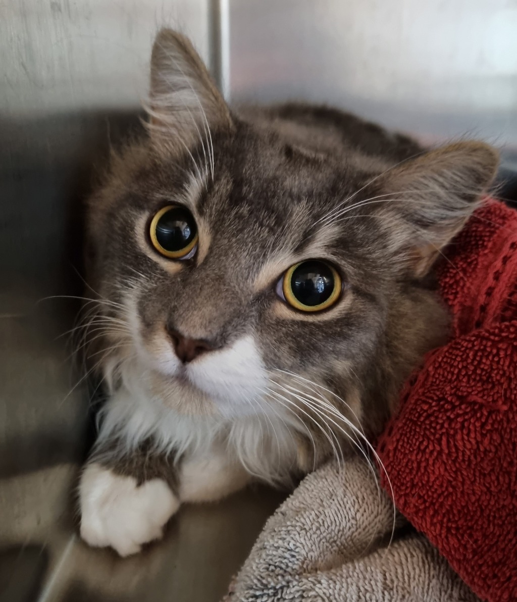 Coco - Male Domestic Long Hair Mix Cat in QLD - PetRescue