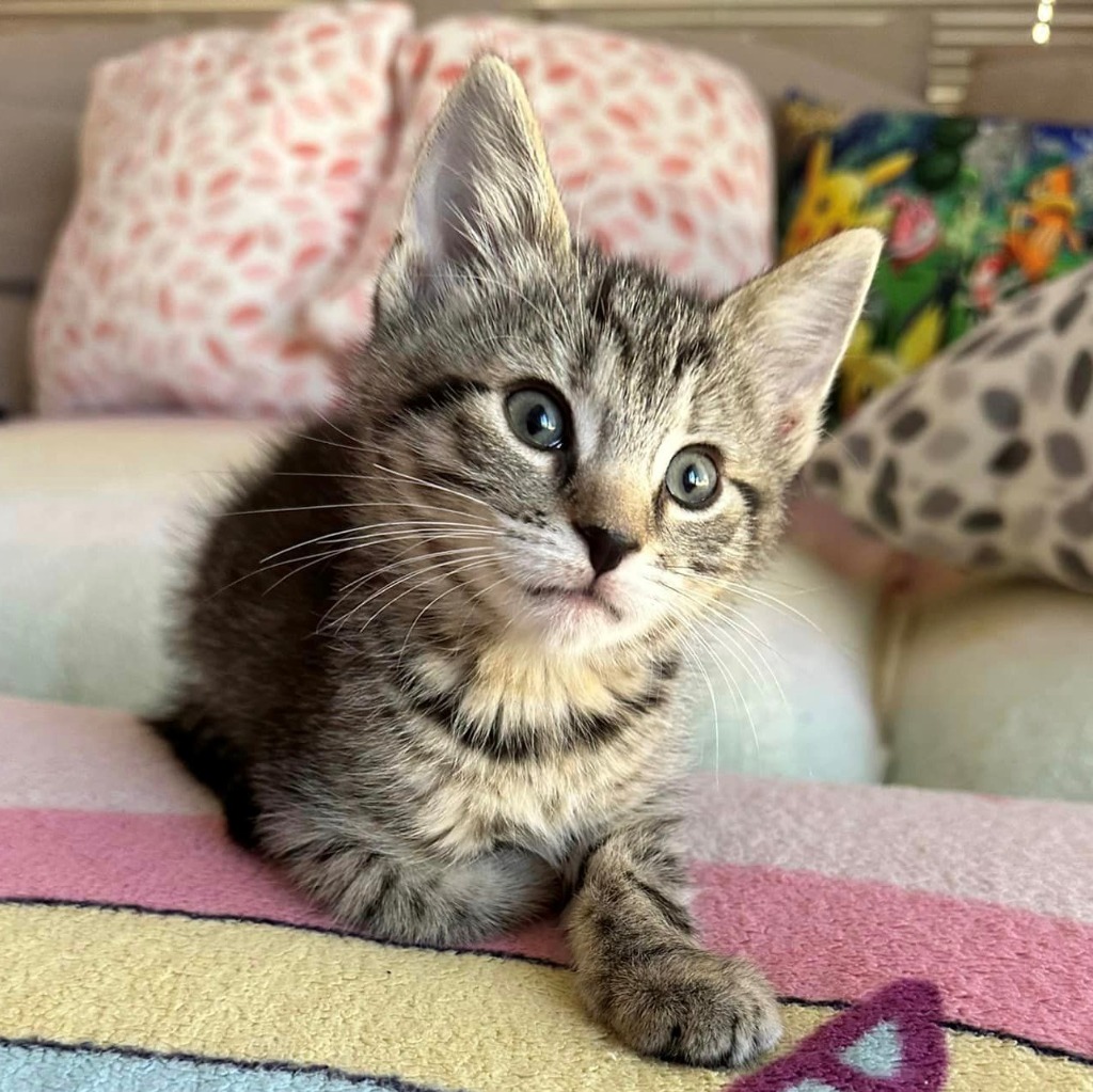 Feefee - Female Domestic Short Hair Cat in WA - PetRescue