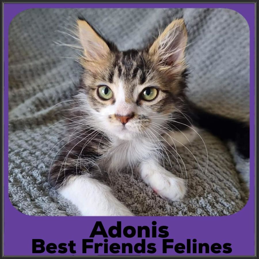 Adonis - Male Domestic Medium Hair Cat in QLD - PetRescue