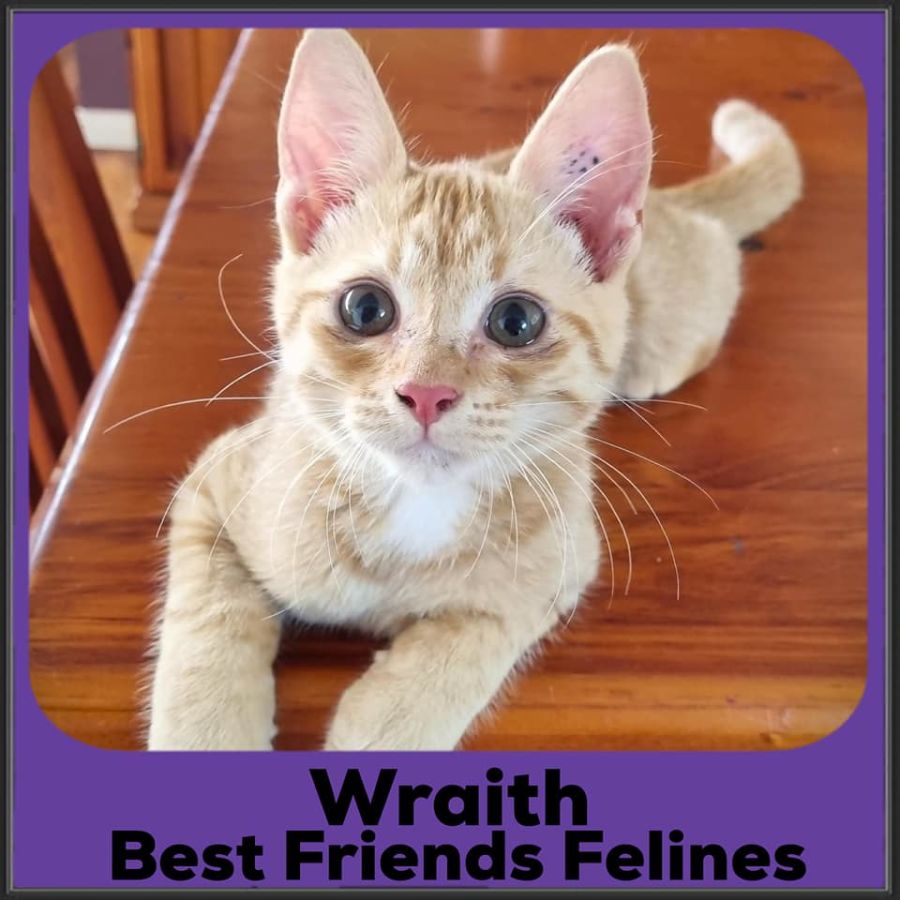 Wraith - Male Domestic Short Hair Cat in QLD - PetRescue