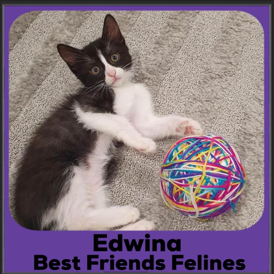 Edwina - Female Domestic Short Hair Cat in QLD - PetRescue
