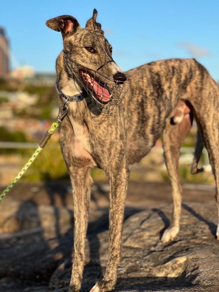 Lochie - Large Male Greyhound Dog in NSW - PetRescue