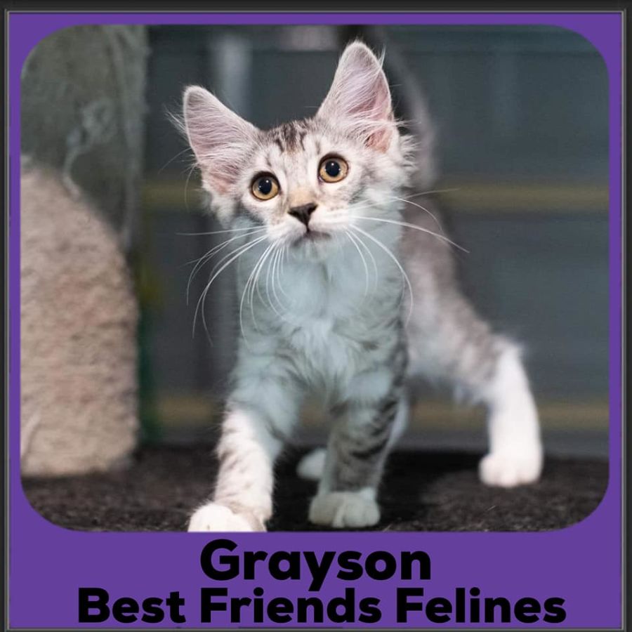 Grayson - Male Domestic Medium Hair Cat in QLD - PetRescue