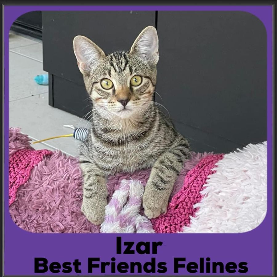 Izar - Male Domestic Short Hair Cat in QLD - PetRescue