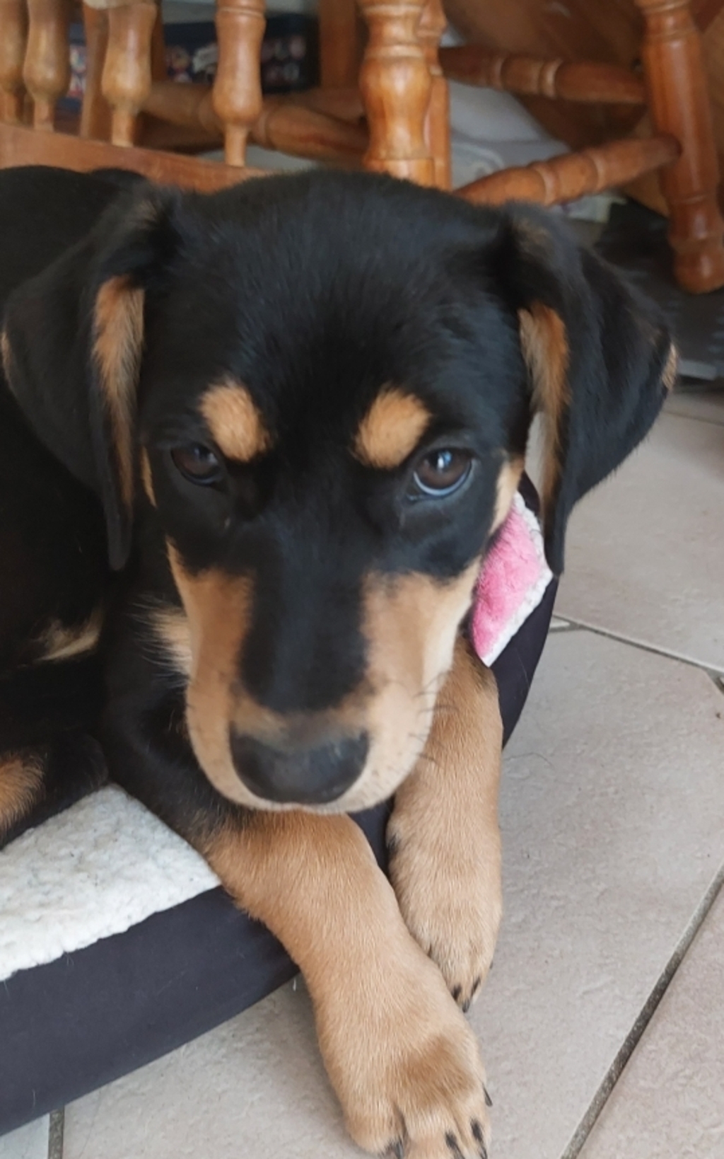 Pandora - Large Female Golden Retriever x Kelpie Mix Dog in NSW - PetRescue