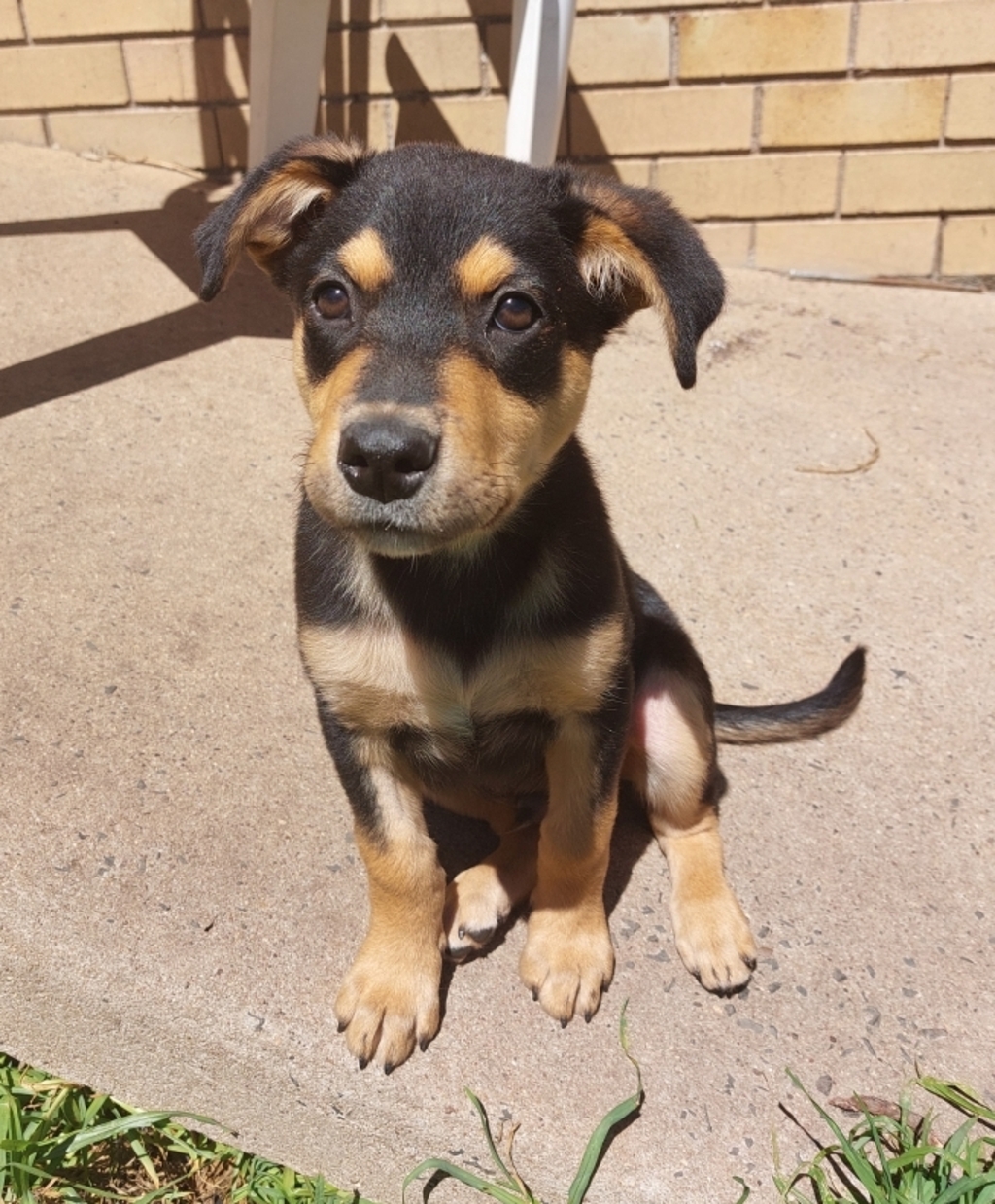 Aussie - Large Male Golden Retriever x Kelpie Mix Dog in NSW - PetRescue