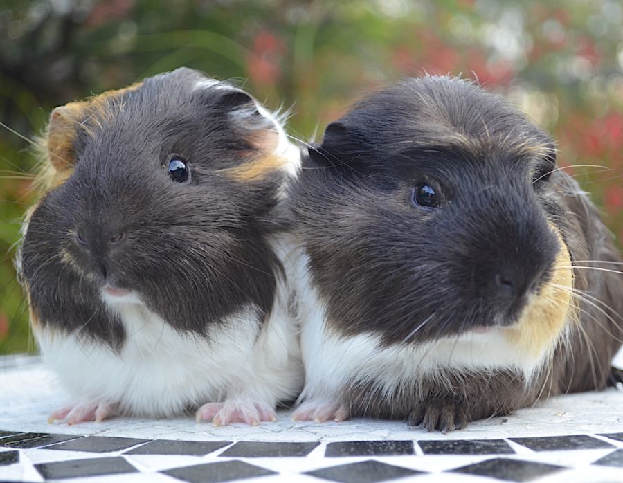 Mario and Luigi - Male Medium-hair Guinea Pig in NSW - PetRescue