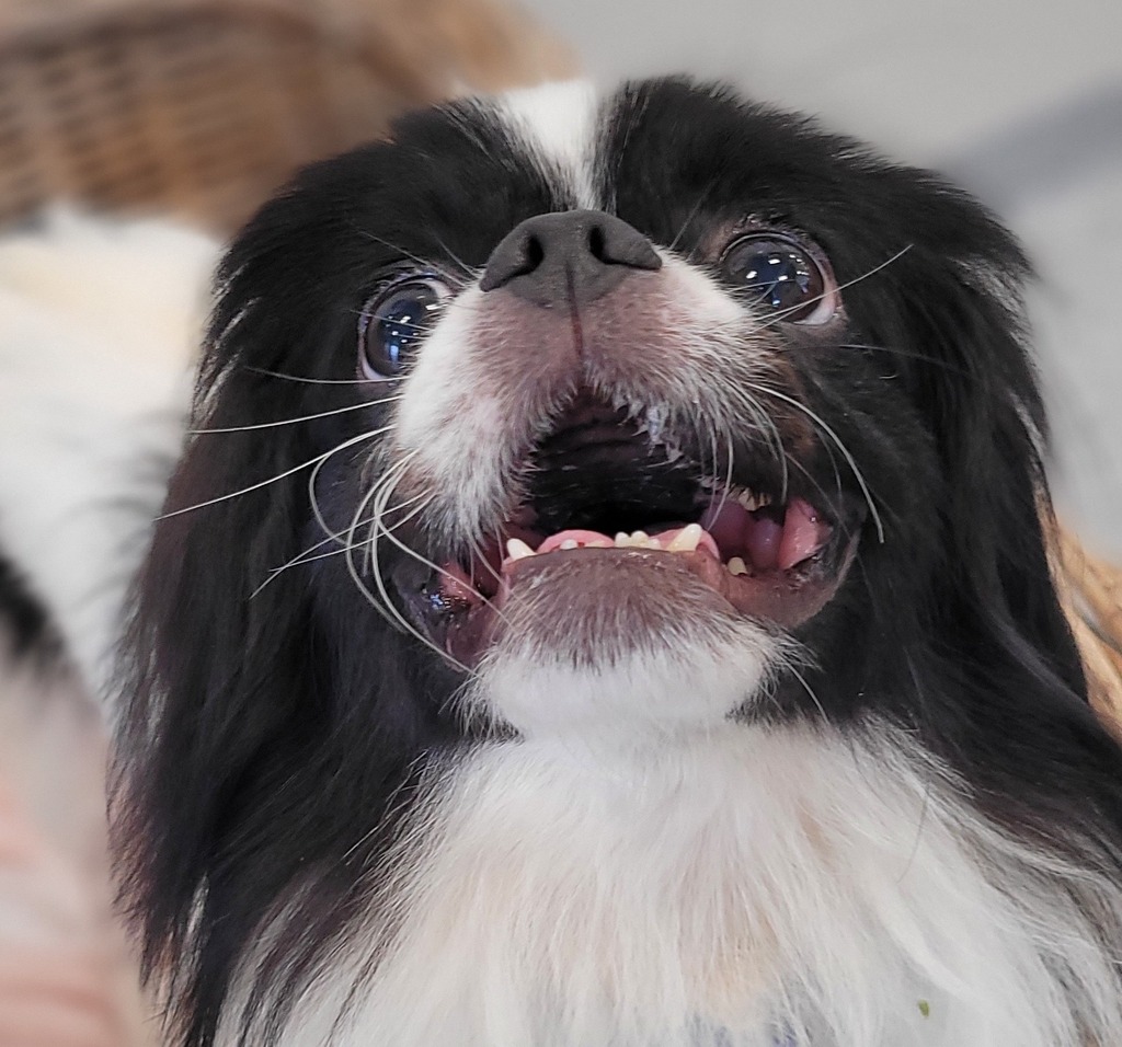 Pom Pom - Small Male Japanese Chin Mix Dog in QLD - PetRescue