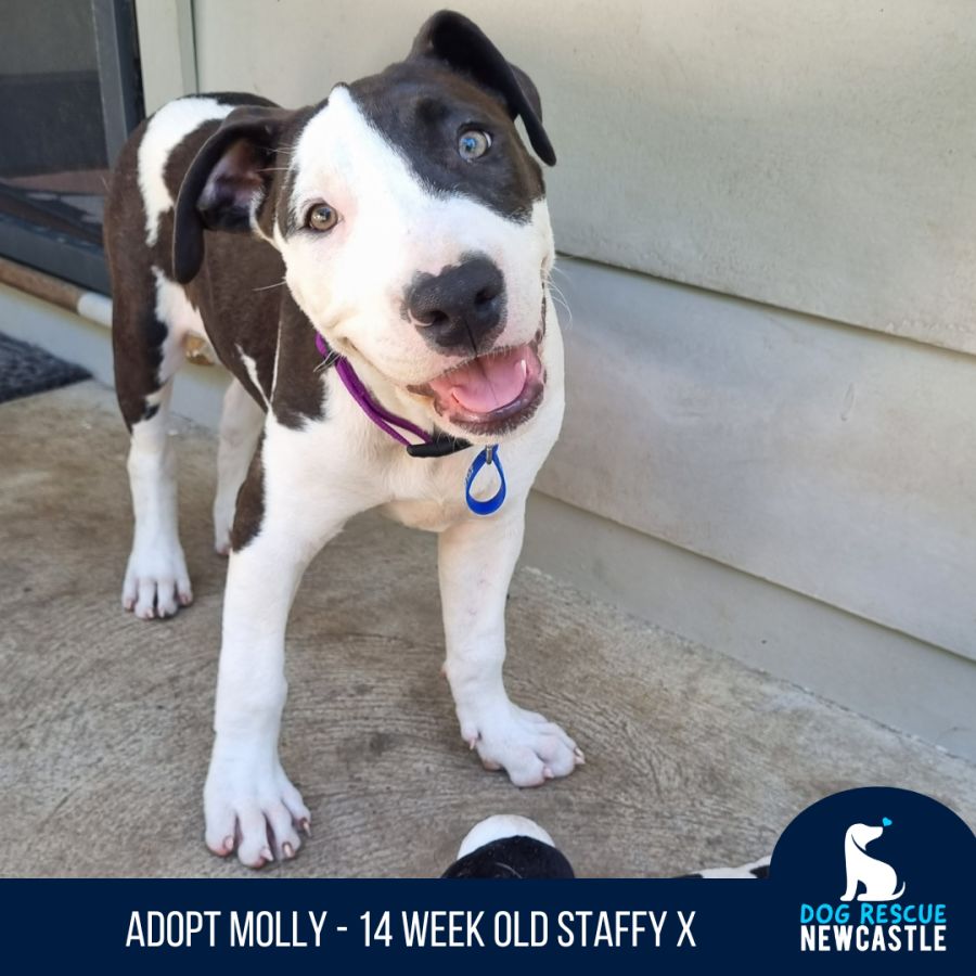 Molly - 14 Week Old Staffy X (On Trial) - Large Female Staffy Mix Dog ...