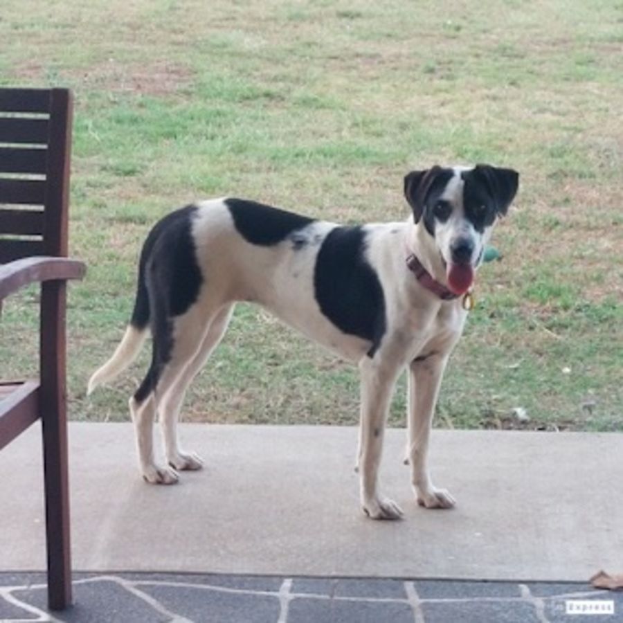 Lola - Medium Female Border Collie x Mastiff Dog in QLD - PetRescue