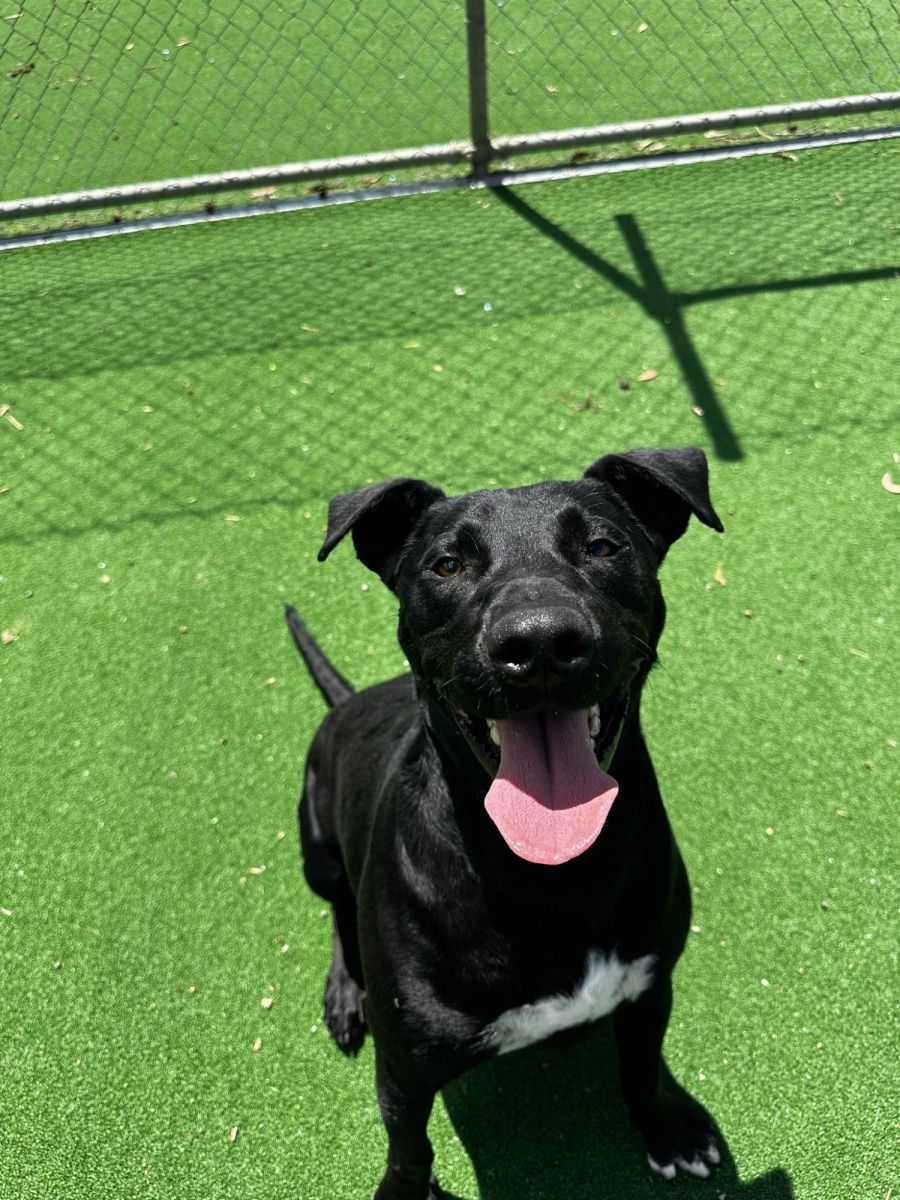 Lucifer - Large Male Staffy x Pointer Mix Dog in VIC - PetRescue