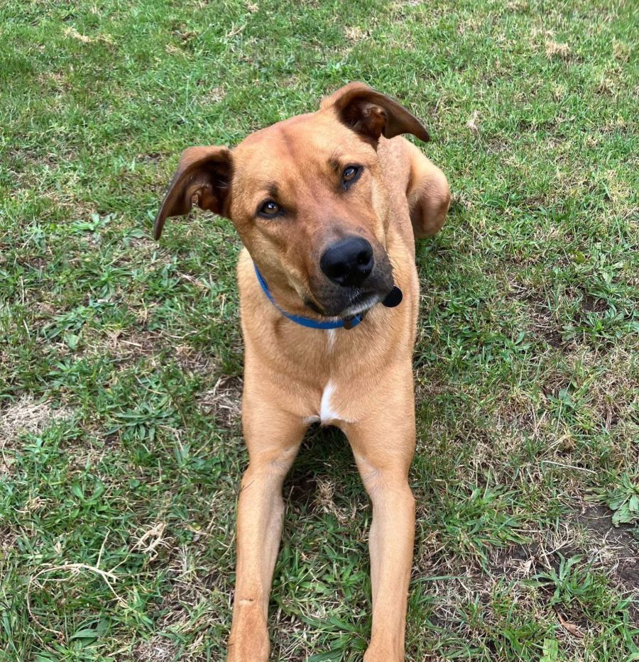 Humphrey Bear - Large Male Labrador x Kelpie Mix Dog in VIC - PetRescue