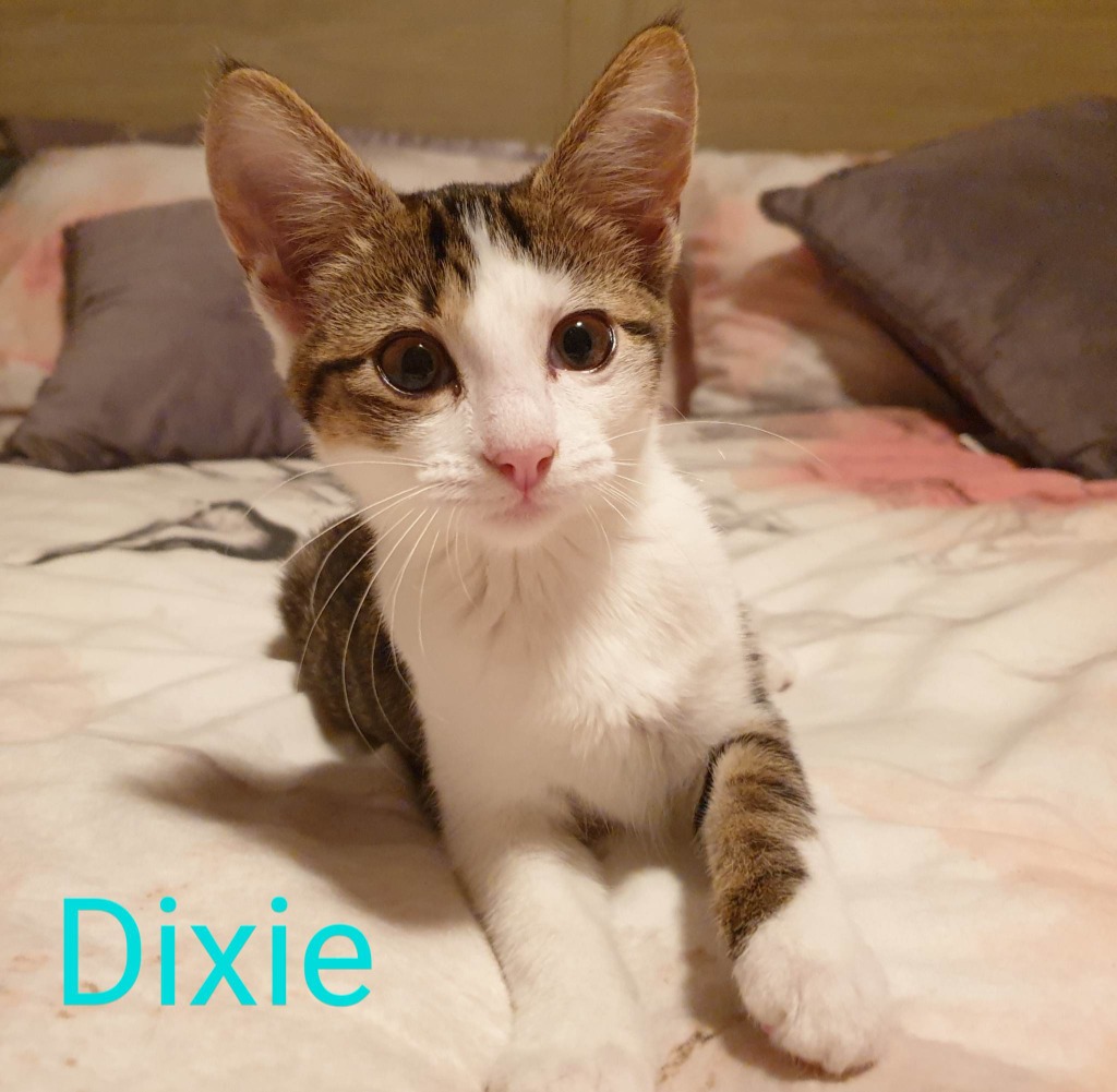Dixie - Female Domestic Short Hair Cat in WA - PetRescue