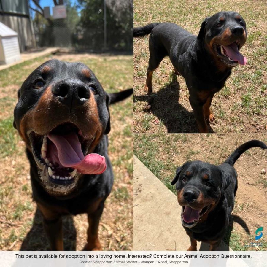 Max - Large Male Rottweiler Dog in VIC - PetRescue