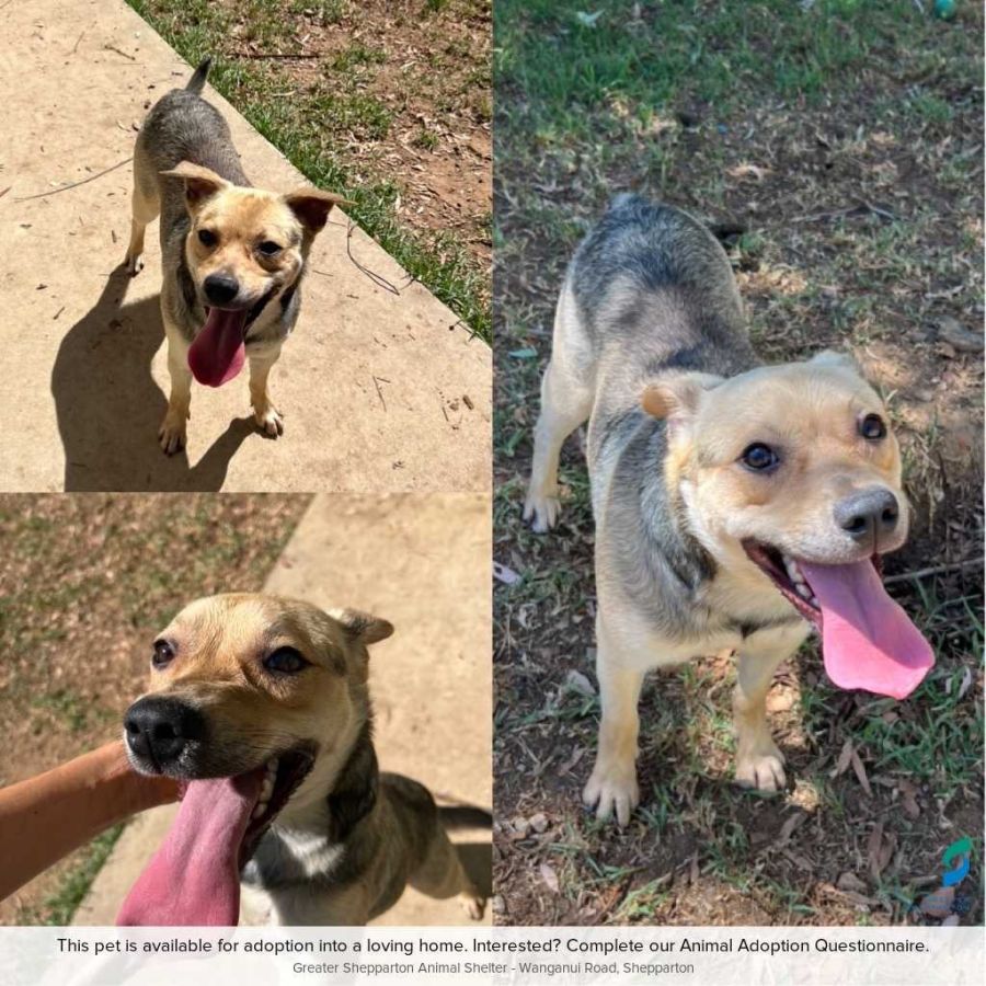 Axle - Medium Male Beagle Mix Dog in VIC - PetRescue