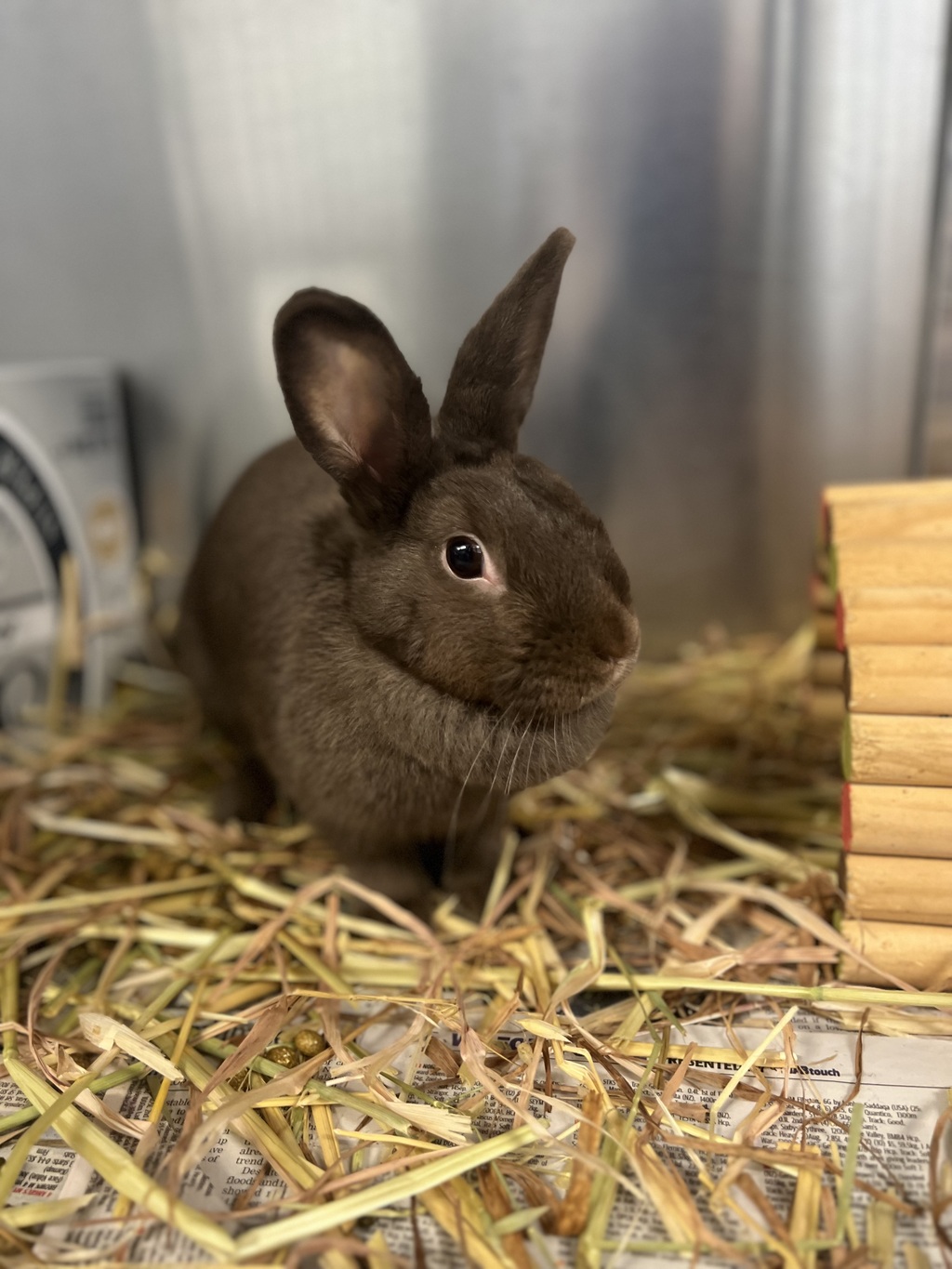 Peta - Female Bunny Rabbit Mix Rabbit in WA - PetRescue