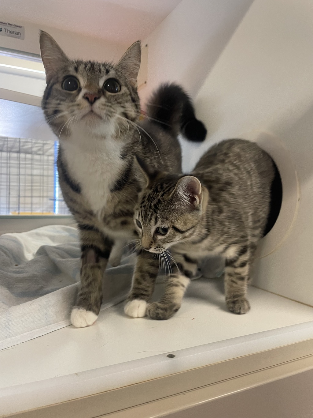 Tigger - Female Dsh Mix Cat in WA - PetRescue