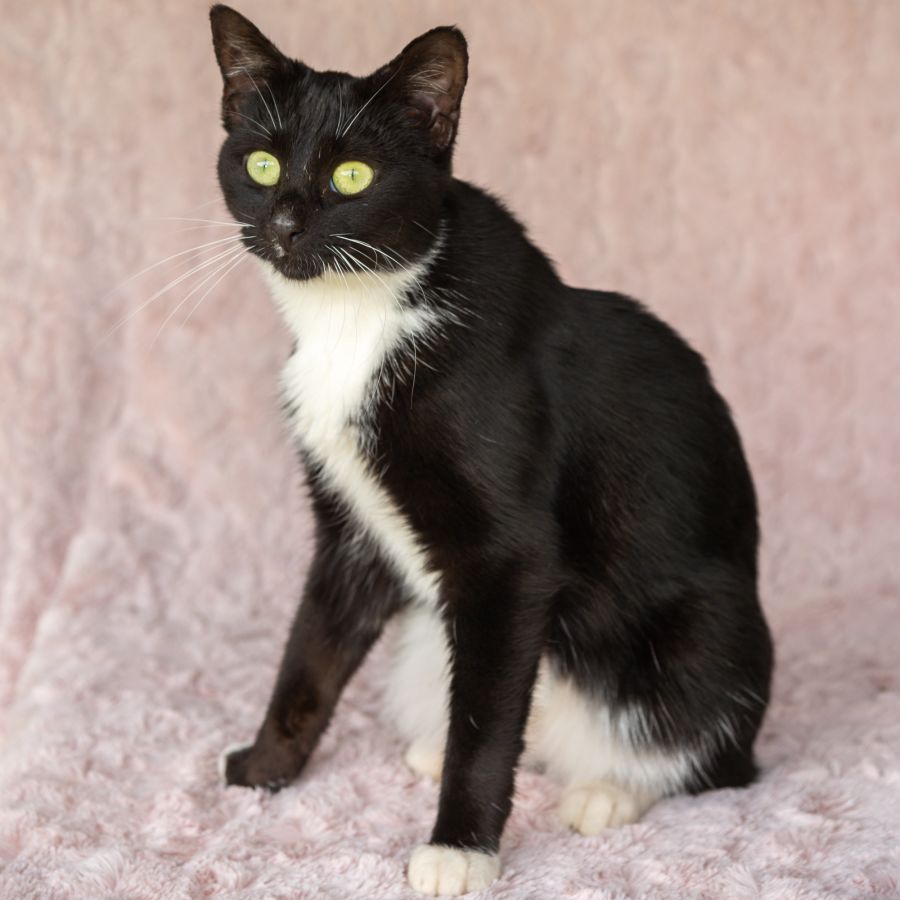 Ariana - Female Manx Mix Cat in QLD - PetRescue