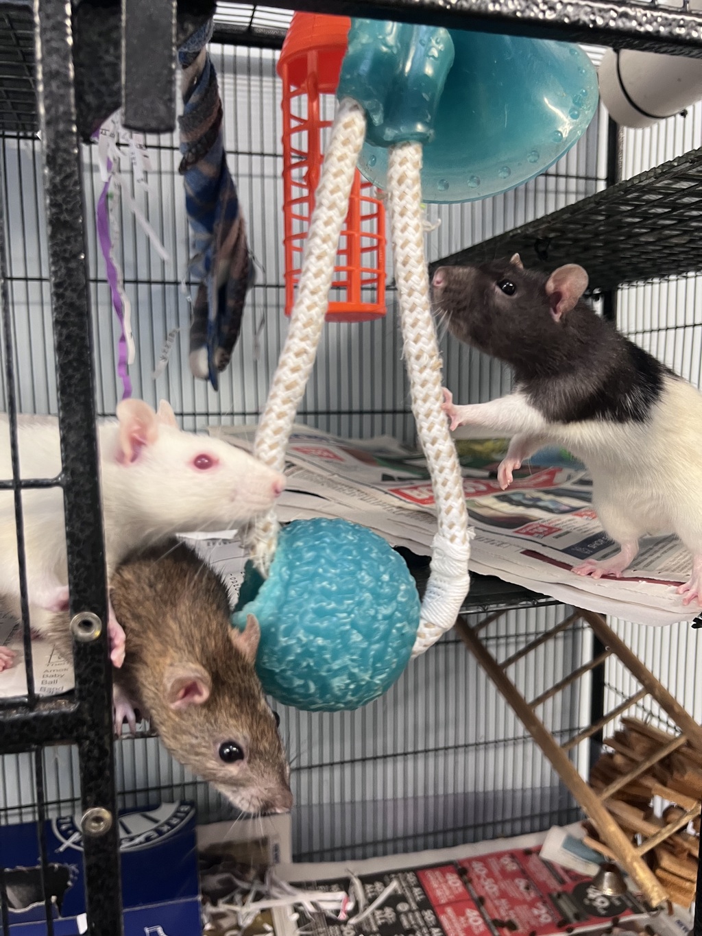 Monique, Emma - Female Rat Mix Rodent in WA - PetRescue