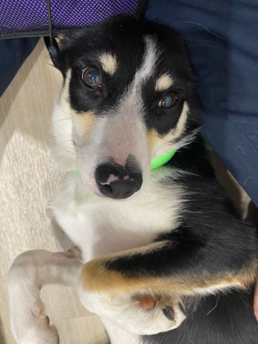 Rose - Medium Female Kelpie Mix Dog in NSW - PetRescue