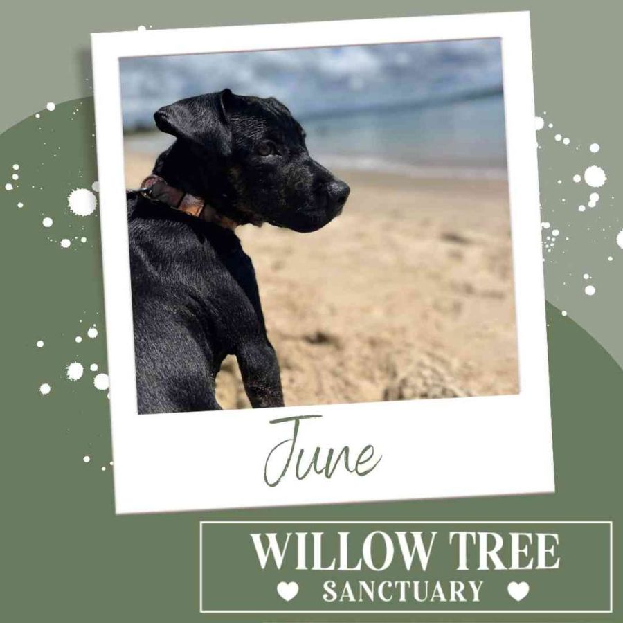 June - Medium Female Shar-Pei Mix Dog in NSW - PetRescue