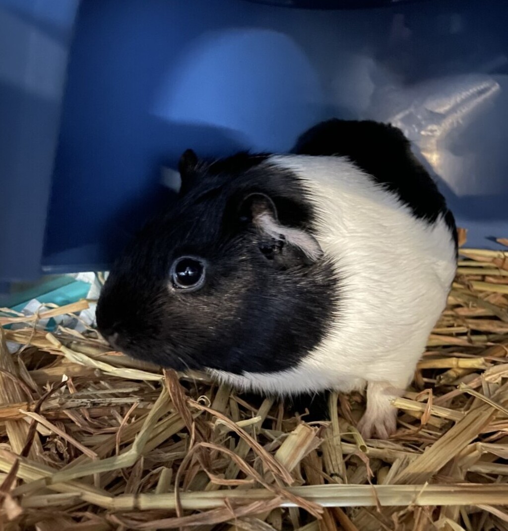 Betsy - Female Short-hair Guinea Pig Unspecified Mix Guinea Pig in VIC ...