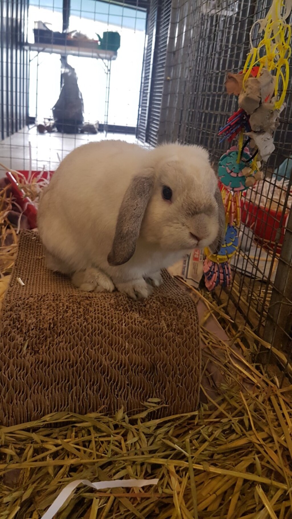 Stefan - Male Lop Eared Rabbit in VIC - PetRescue