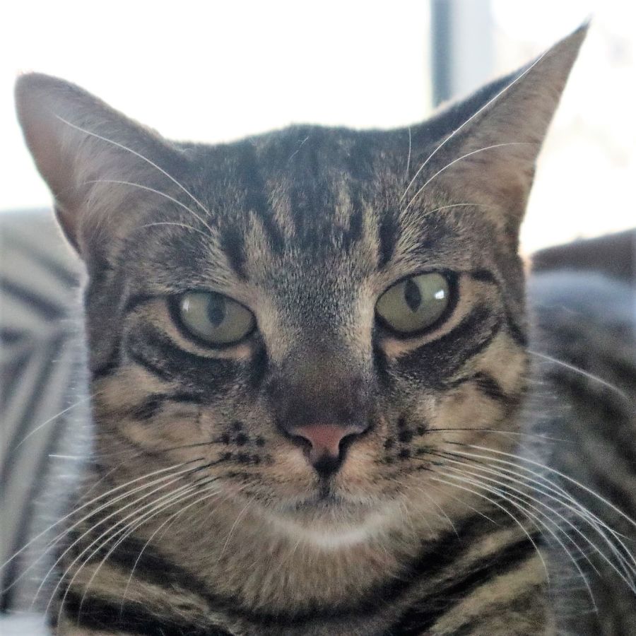 Naveen - Male Domestic Short Hair Cat in QLD - PetRescue