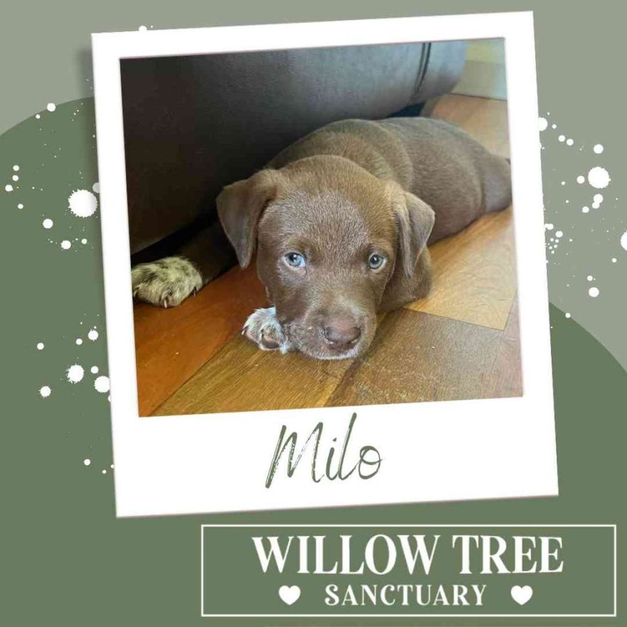 Milo - Medium Male Cattle Dog Mix Dog in NSW - PetRescue