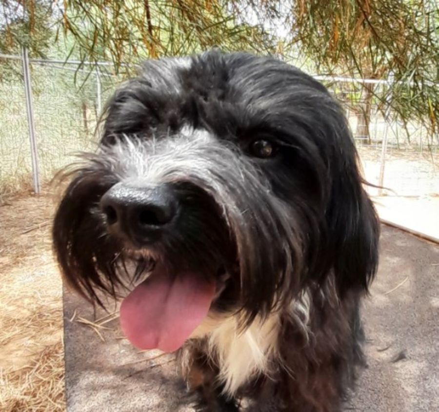Kelso - Small Male Poodle x Cross breed Dog in NSW - PetRescue