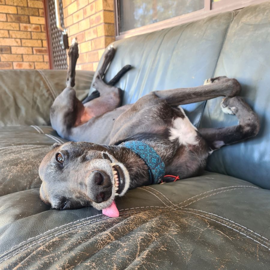 Sophie - Large Female Greyhound Dog in NSW - PetRescue