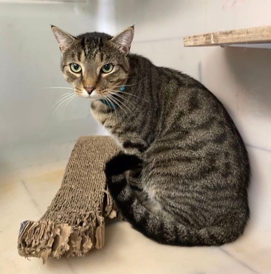 Mooch - Male Moggie Mix Cat in QLD - PetRescue