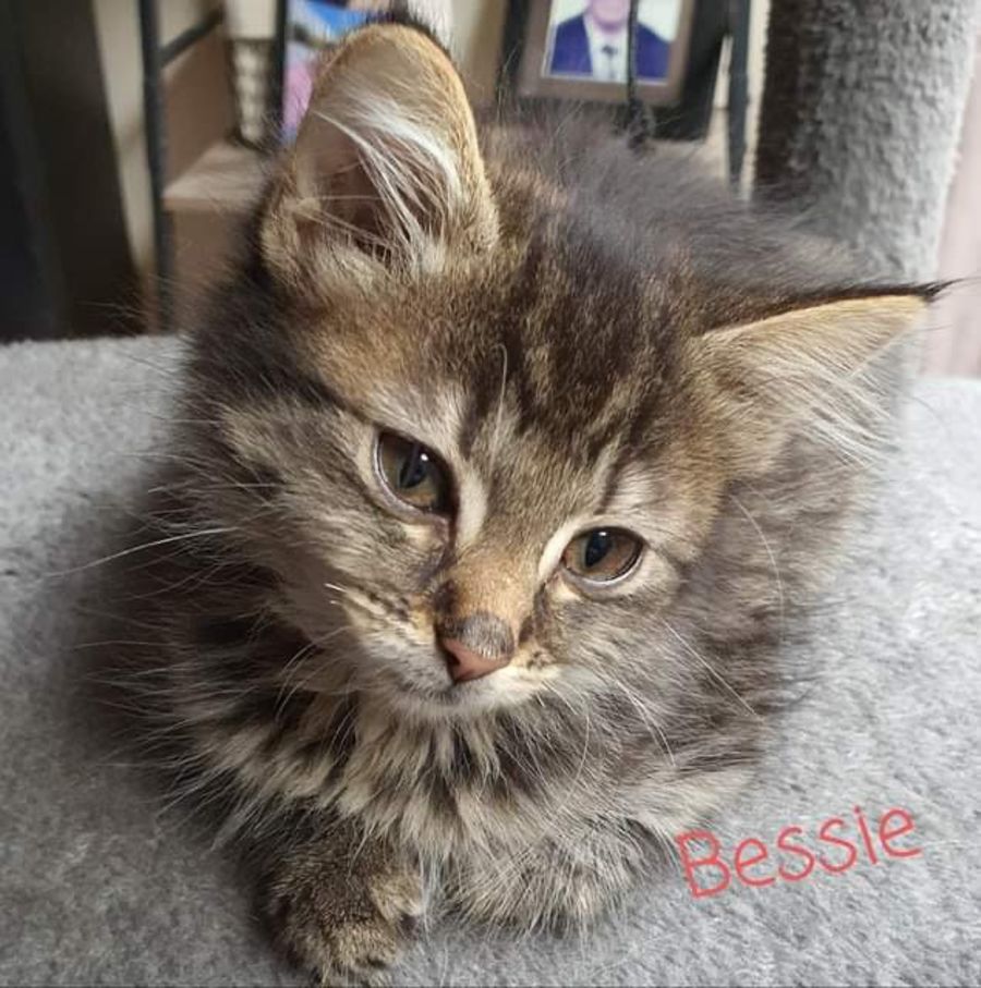 Bessie - Female Persian Mix Cat in VIC - PetRescue