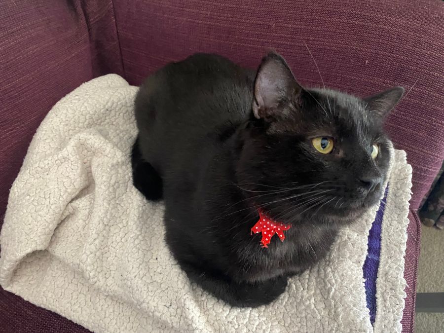 Boof - Male Domestic Short Hair Cat in VIC - PetRescue