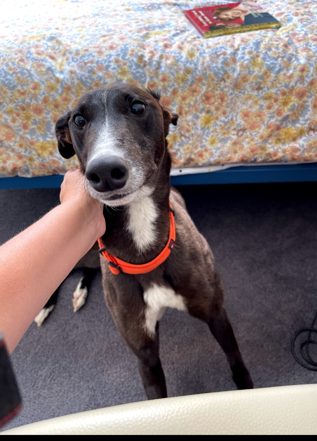 Salty Aka Connie - Large Female Greyhound Dog in TAS - PetRescue