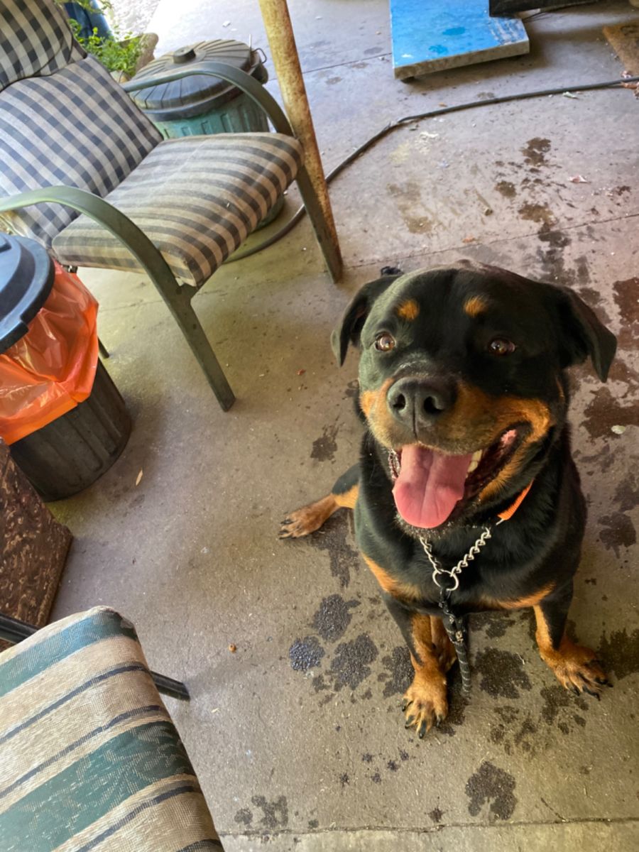 Roxy - Large Female Rottweiler Dog in NSW - PetRescue