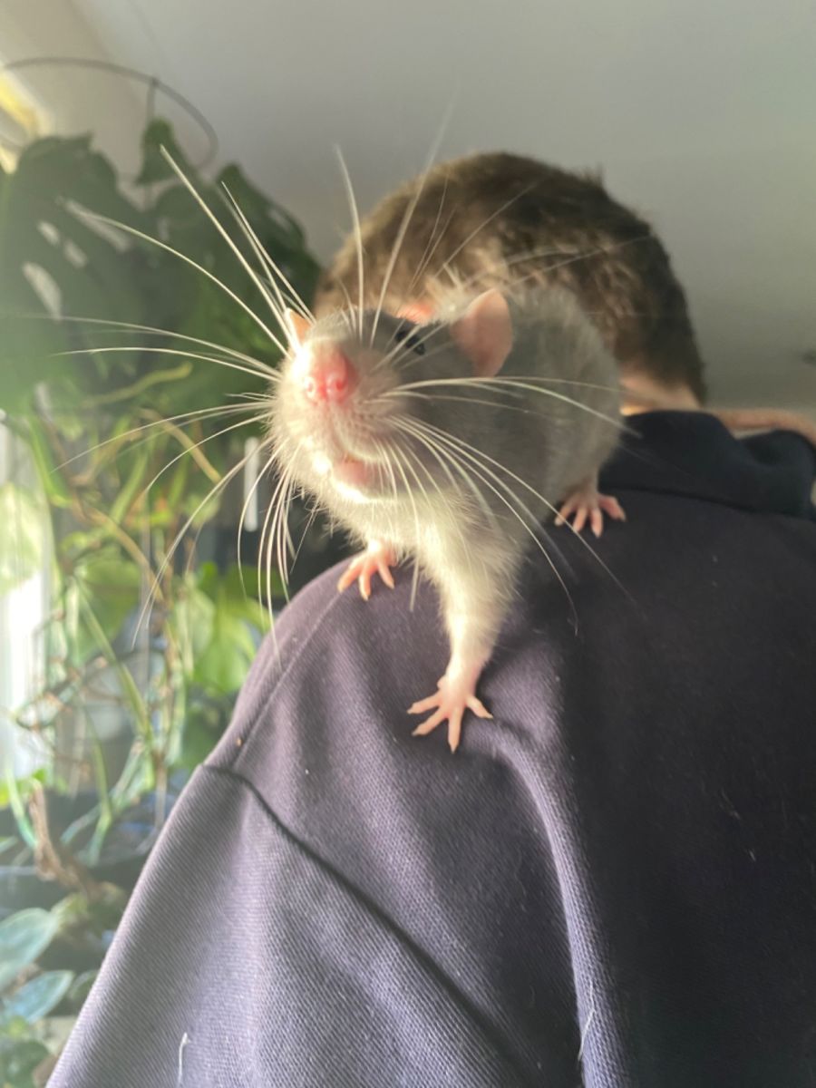 Natsu - Male Rat in VIC - PetRescue