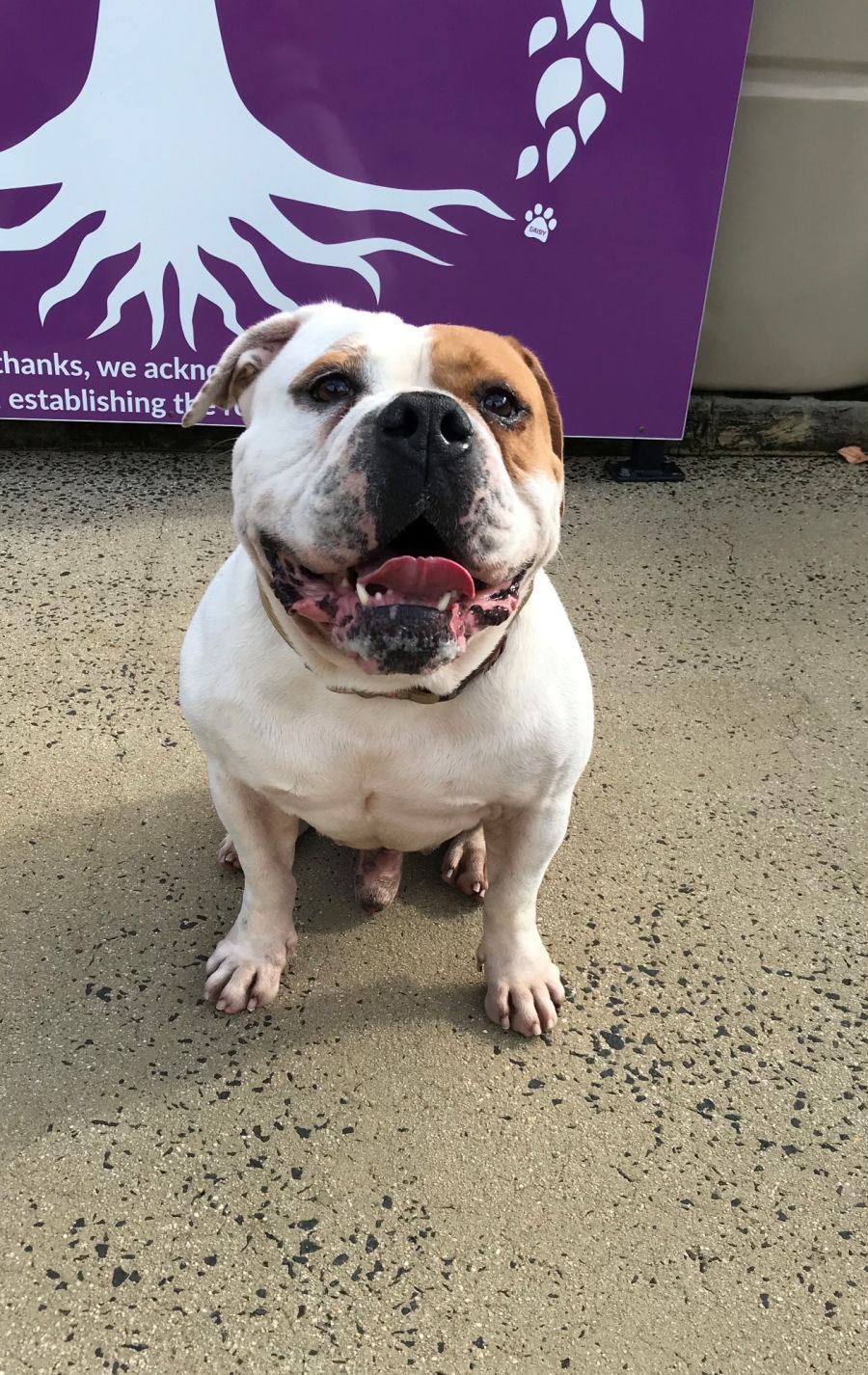D830 Spud - Large Male Australian Bulldog Dog in NSW - PetRescue