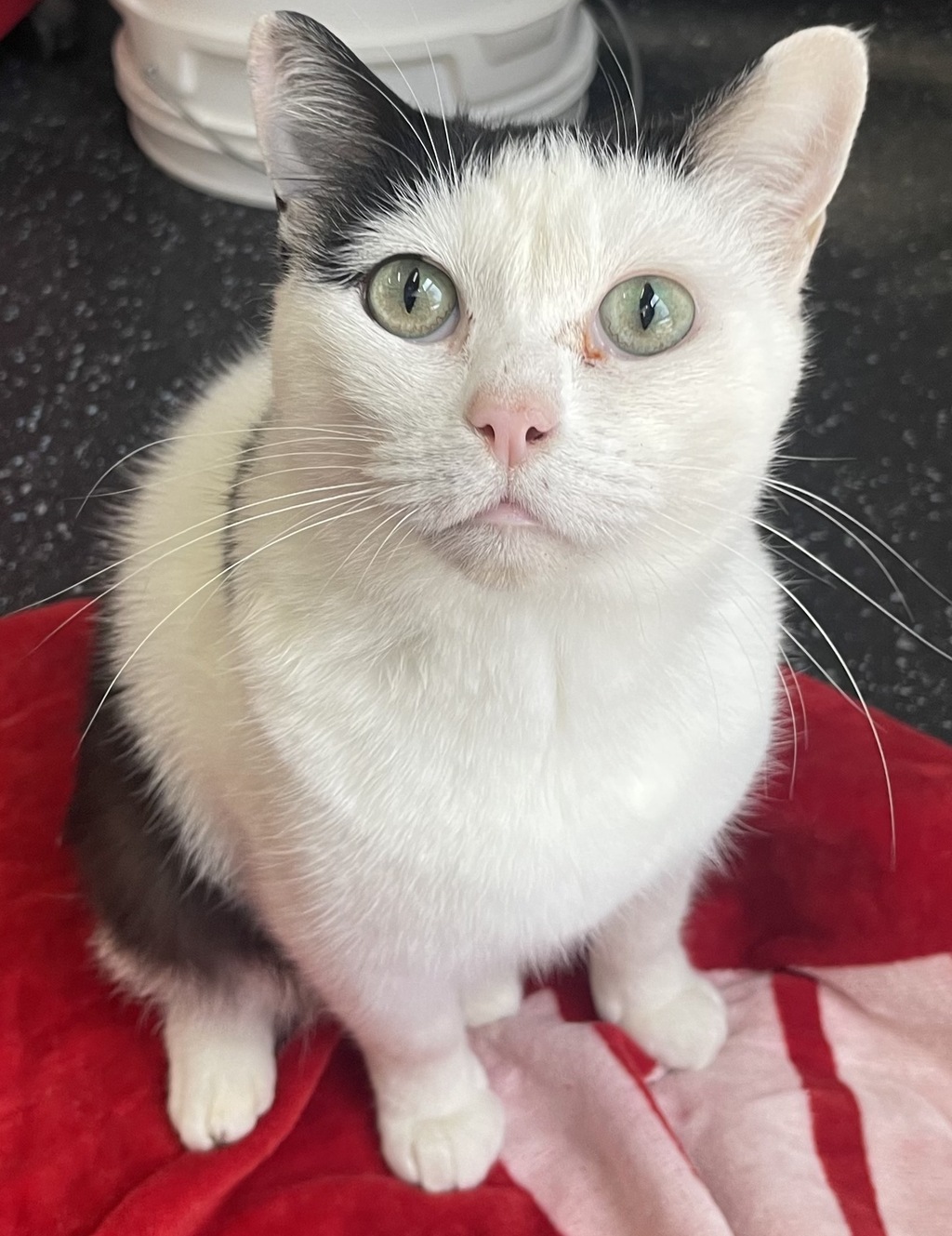 Zoey - Female Manx Mix Cat in VIC - PetRescue