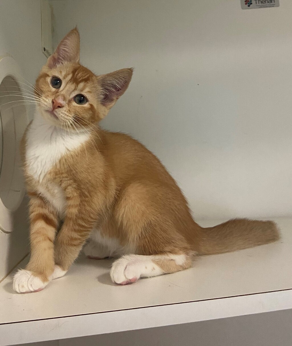 Gigi - Male Dsh Mix Cat in WA - PetRescue