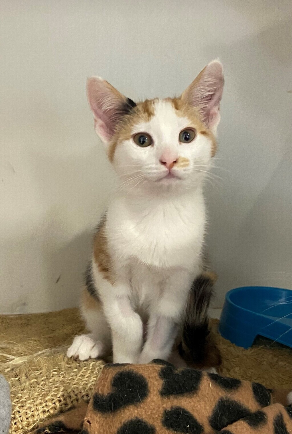 Bebe - Female Dsh Mix Cat in WA - PetRescue